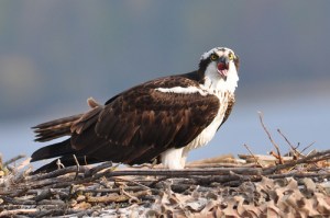 Ozzie’s Response | Osprey Tales