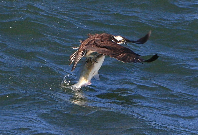 Did you know? | Osprey Tales