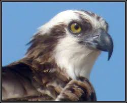 What to Expect | Osprey Tales