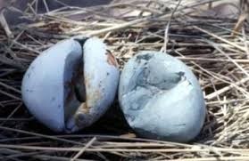 Osprey eggs 3 – DDT | Osprey Tales
