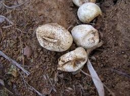 Osprey eggs 3 – DDT | Osprey Tales
