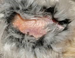 Brood patch | Osprey Tales