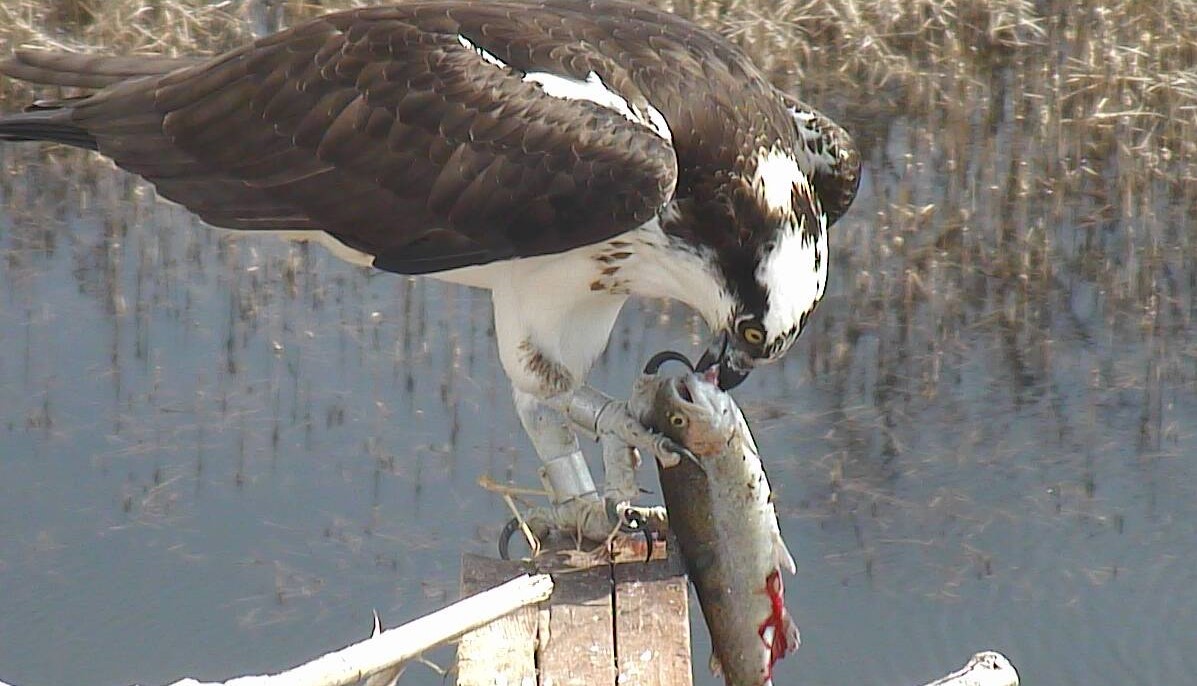 Where to eat | Osprey Tales